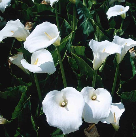 Damp Shade with Flower and Foliage Interest | RHS Advice