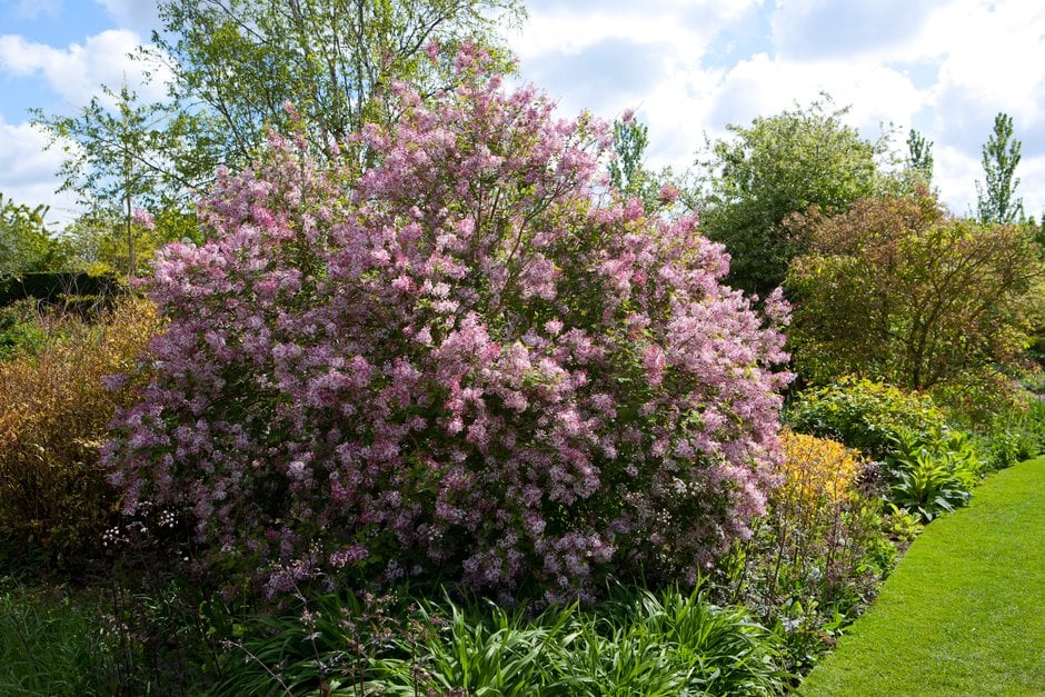 How to Plant a Climber | RHS Advice