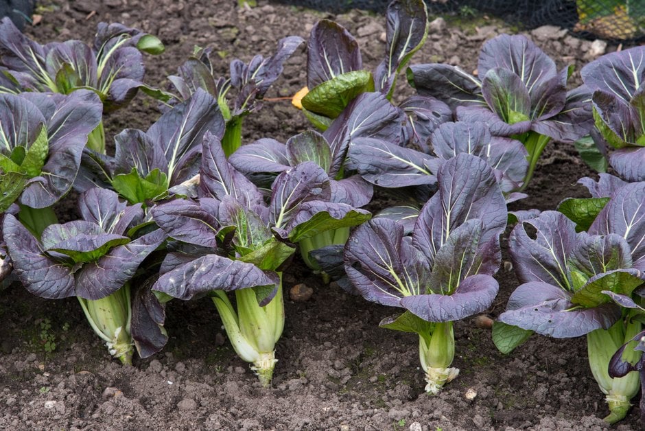 How to grow Pak Choi | RHS Guide