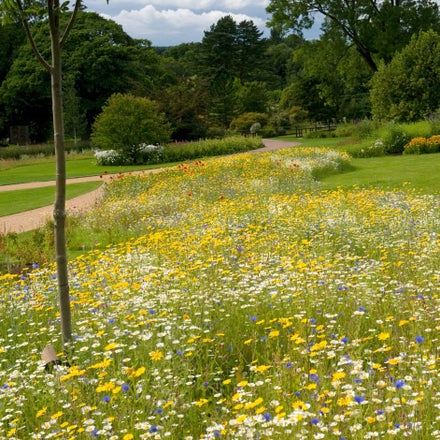 Lawn and mini-meadow habitats | RHS Advice