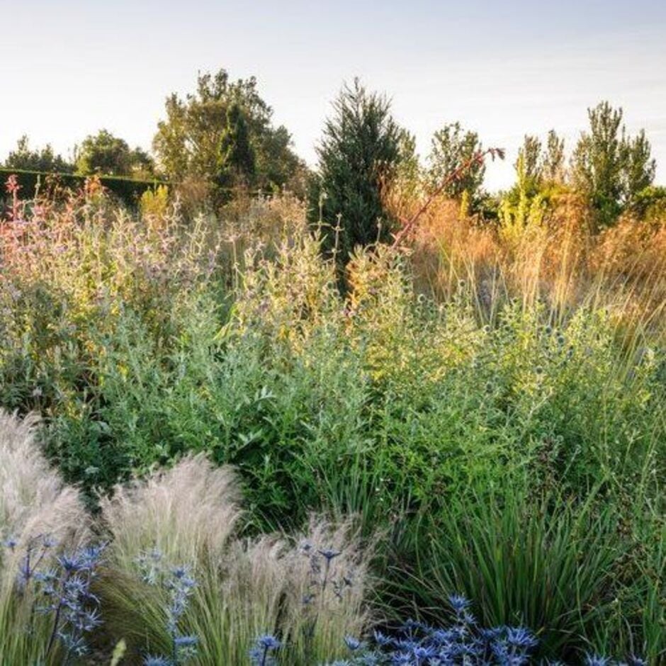 Touch: Coarse and Fine Foliage | RHS Advice