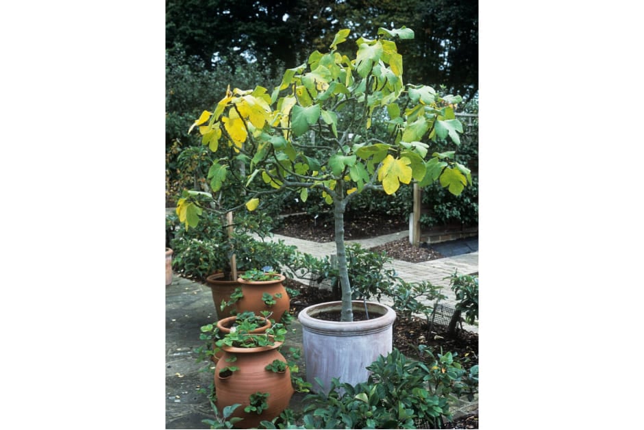 Figs: pruning and training | RHS Advice