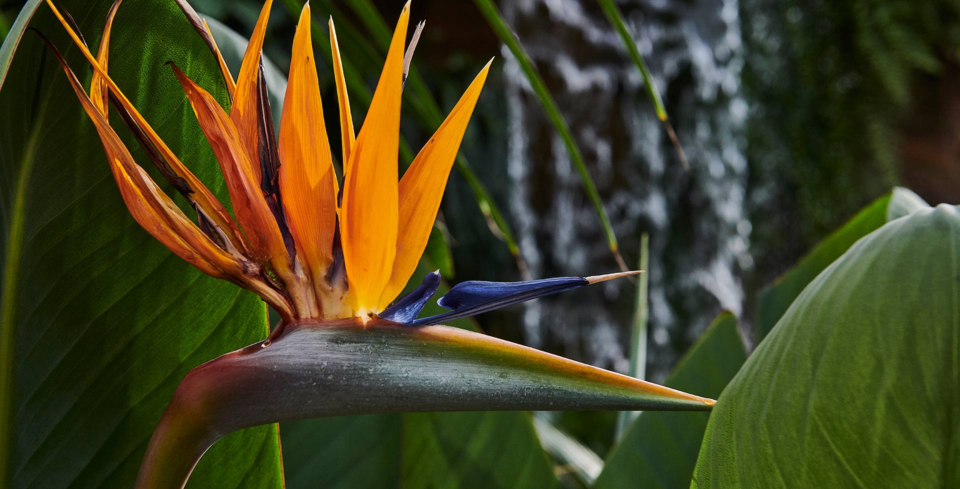 Strelitzia / RHS Plant Guide