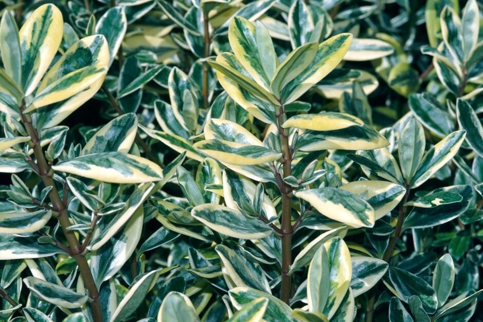 Plants with Variegated Foliage | RHS Advice