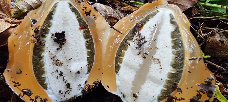 Nuisance Fungi in Gardens | RHS Advice