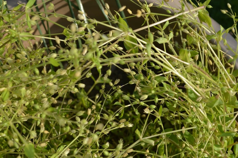 Chickweed | RHS Advice