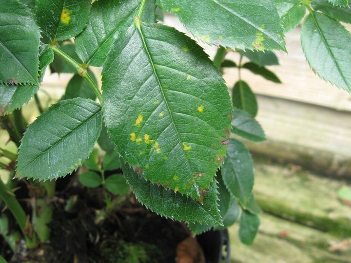 Rose rust: Symptoms & Control | RHS Advice