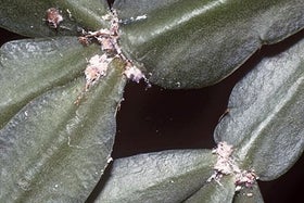 Mealybug (Glasshouse): Identification & Control | RHS Advice