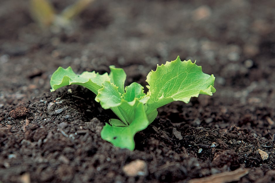 No-Dig Gardening | RHS Advice