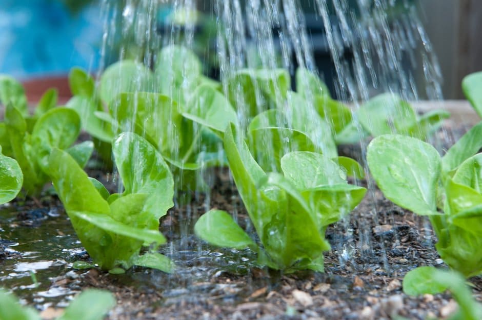How Plants Absorb Water | RHS Advice