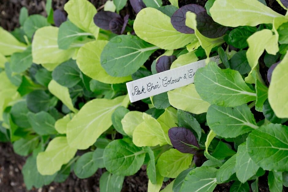 How to grow Pak Choi | RHS Guide