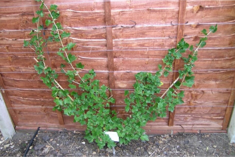 Gooseberries: pruning and training | RHS Advice