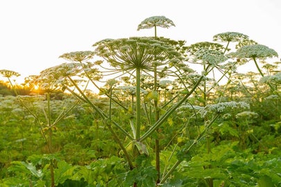 Invasive non-native plants | RHS Advice