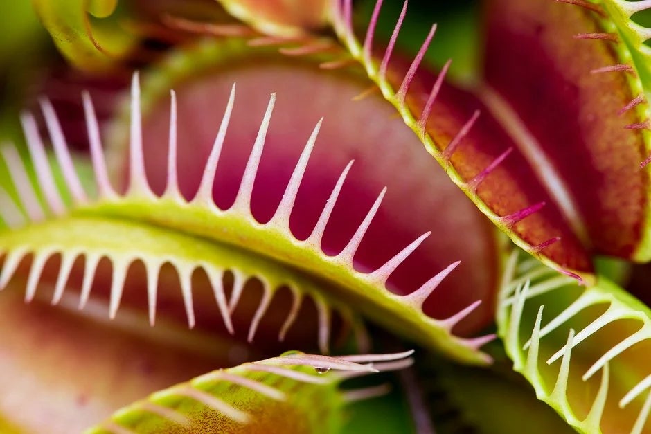 Venus fly trap / RHS Plant Guide