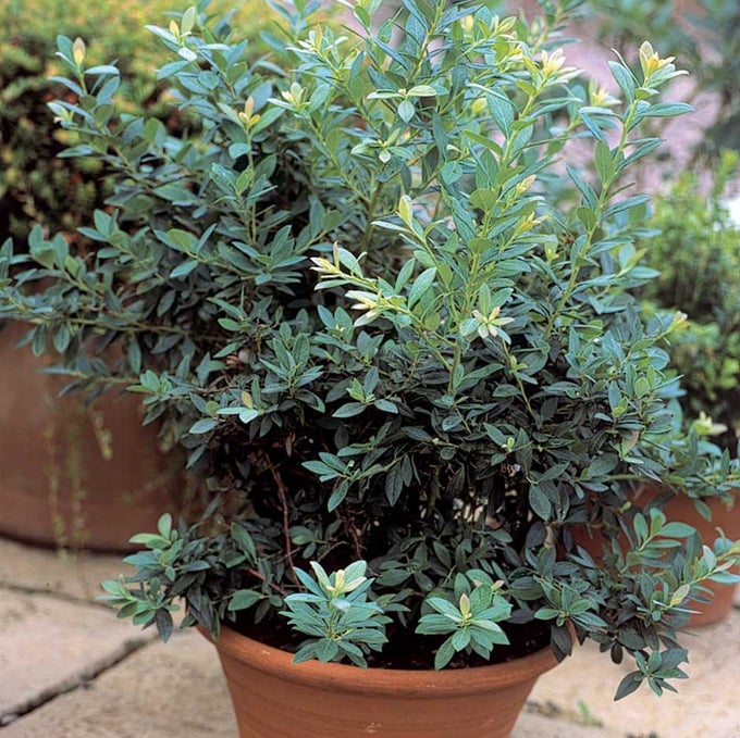 Rootstocks for fruit | RHS Advice