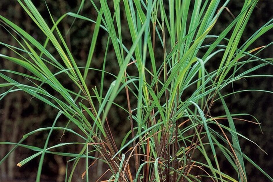 How to grow Lemongrass | RHS Guide