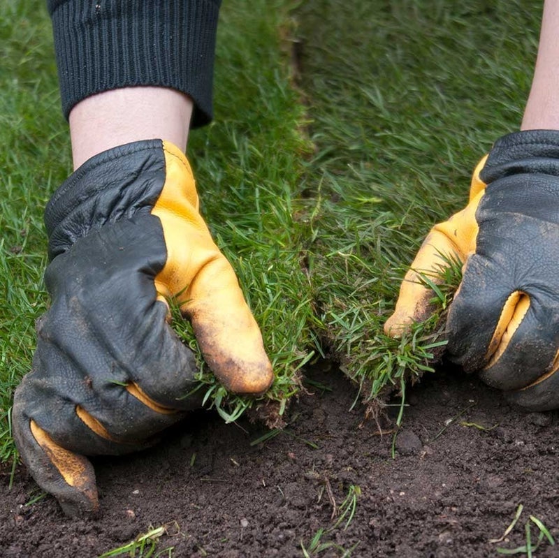 Repairing Lawns: Reseeding and Returfing | RHS Advice