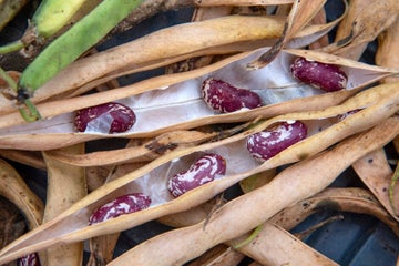 How to grow beans for drying | RHS Guide
