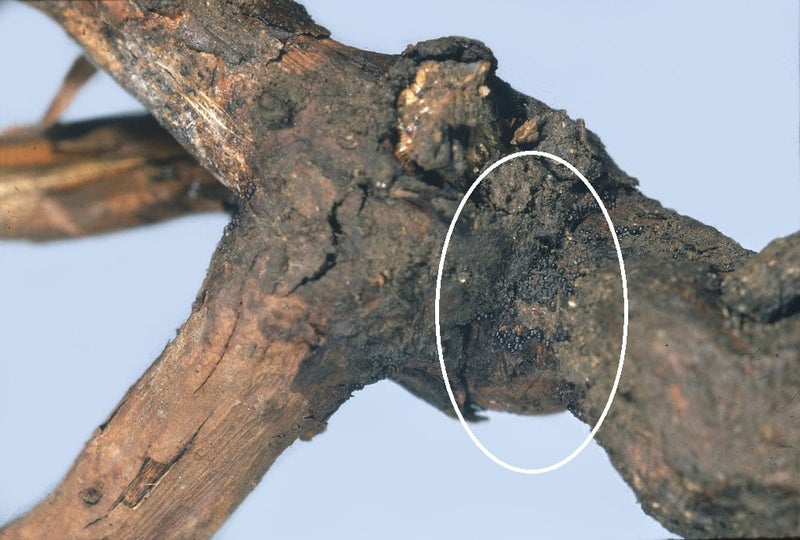 Raspberry cane blight: Symptoms & Control | RHS Advice
