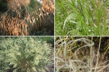 Stipa / RHS Plant Guide