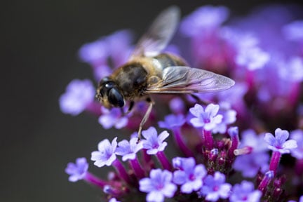 Best Evergreens for Pollinators | RHS Advice