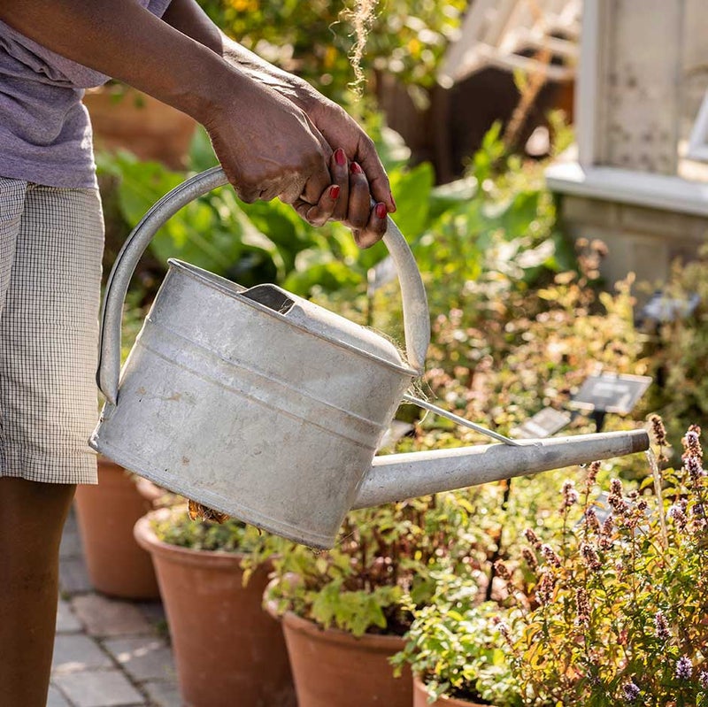 How to water containers: Expert Guide | RHS Advice