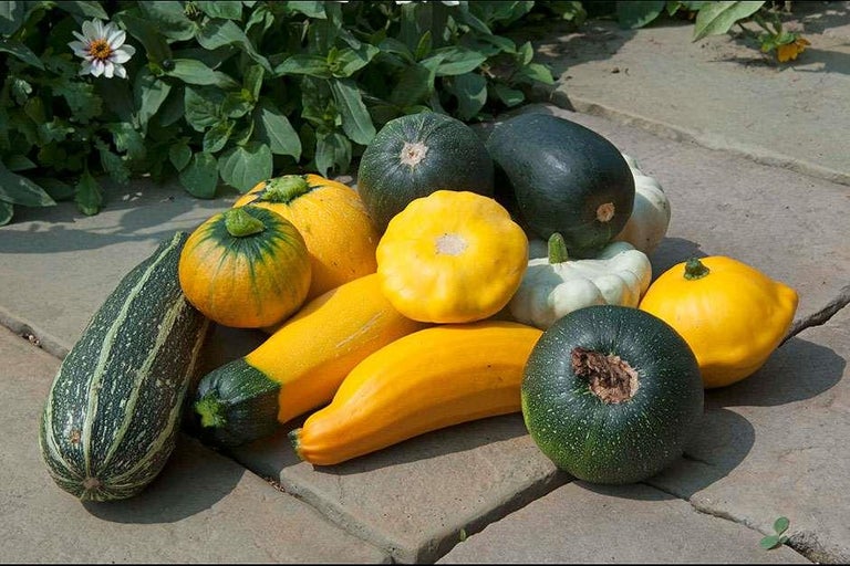 How to grow marrows | RHS Guide
