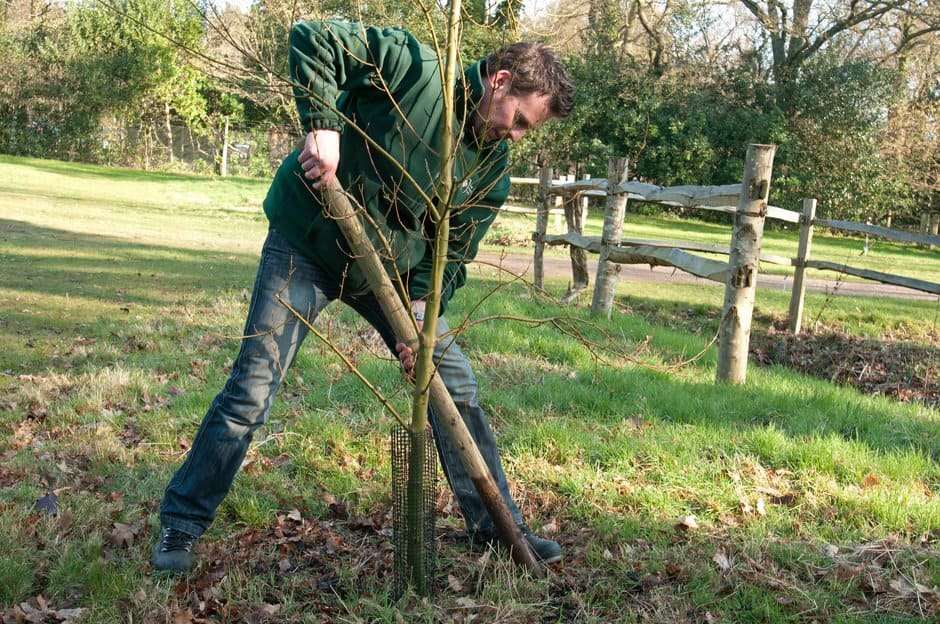 How to Stake a Tree | RHS Advice