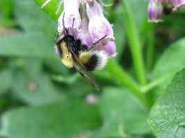 Hoverflies: Identification & Control | RHS Advice