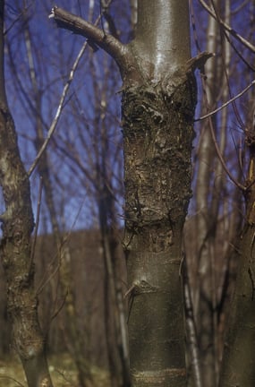 Chestnut blight: Causes, Symptoms & Control | RHS Advice