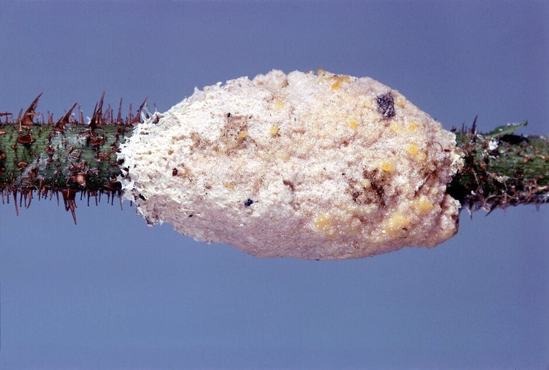 Slime Moulds in Gardens | RHS Advice