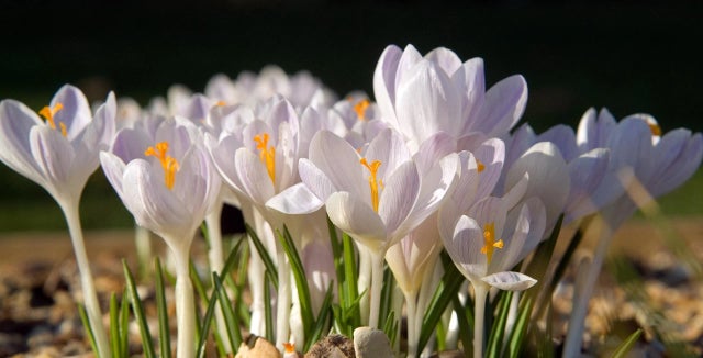 Crocus / RHS Plant Guide