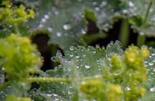 How Plants Lose Water and Stay Balanced | RHS Advice
