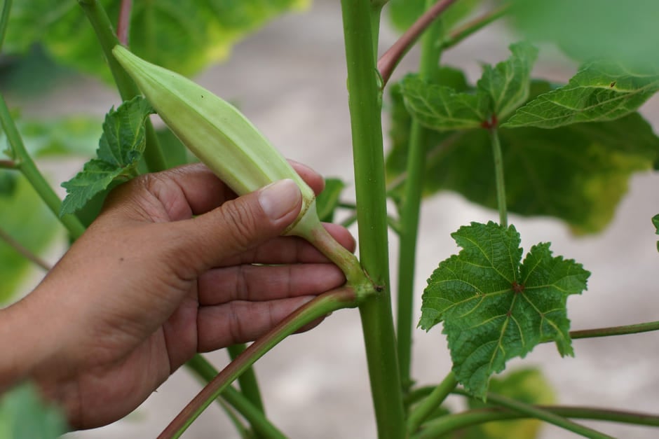 How to grow Okra | RHS Guide
