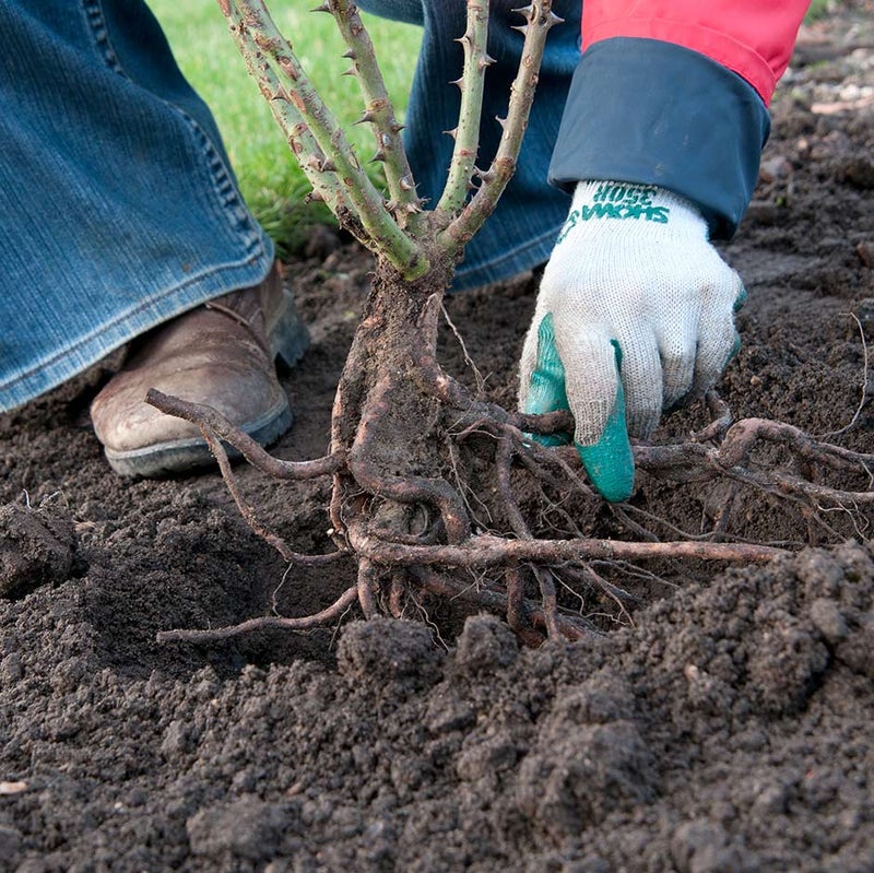 Roses: Planting | RHS Advice