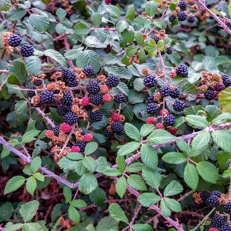 Brambles | RHS Advice