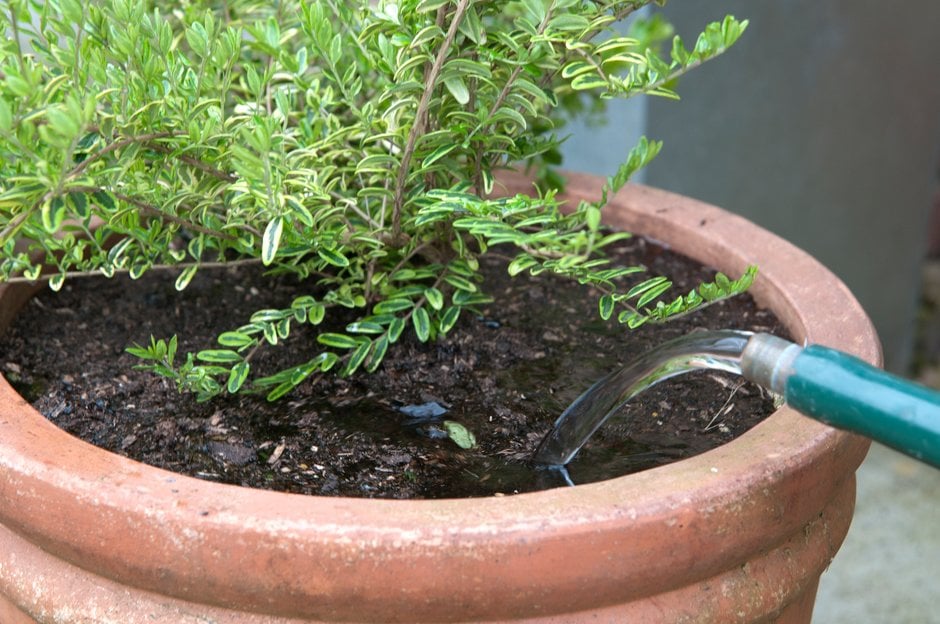 How to water containers: Expert Guide | RHS Advice
