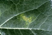 Club Root in Brassicas: Prevention & Treatment | RHS Advice
