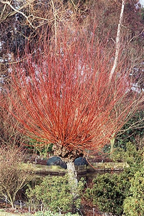Coppicing: A Guide to Regenerative Pruning | RHS Advice