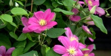 Honeysuckle (Lonicera) / RHS Plant Guide