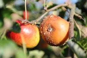 Apple tree problems: FAQs | RHS Advice