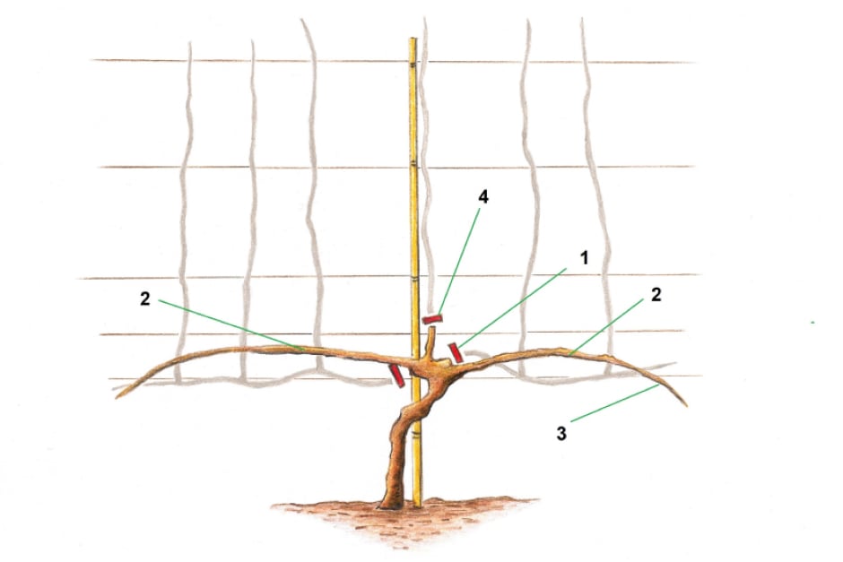 Grapes: Guyot training and pruning | RHS Advice