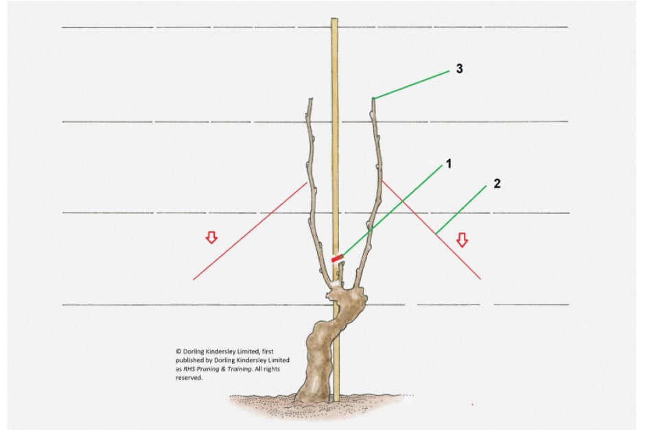 Grapes: Guyot training and pruning | RHS Advice