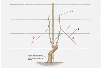 Grapes: Guyot training and pruning | RHS Advice
