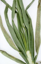 Onion Fly: Prevention and Control | RHS Advice
