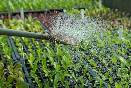 How to grow Echium / RHS Growing Guide