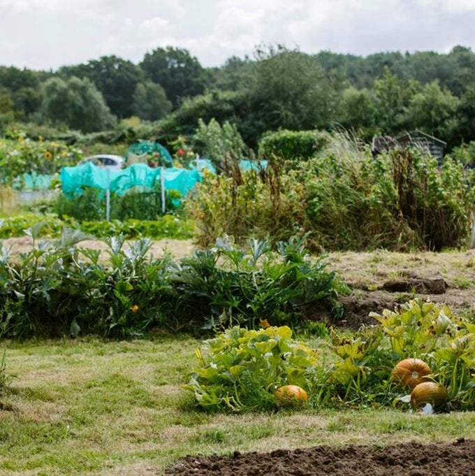 Crop rotation | RHS Advice