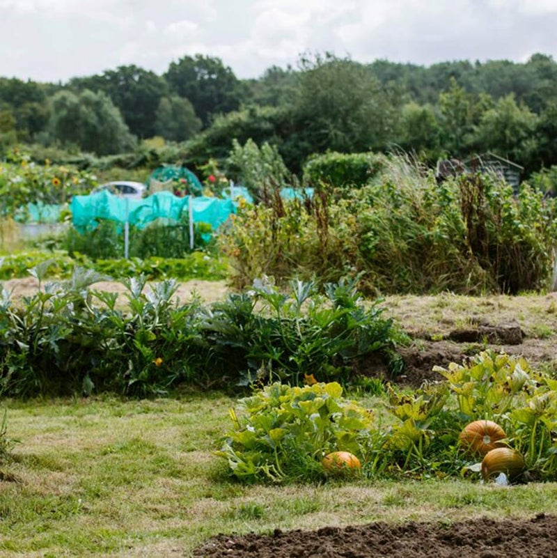 How to Start an Allotment | RHS Advice