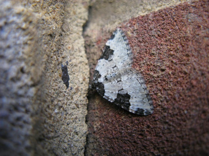 Moths in your garden | RHS Advice