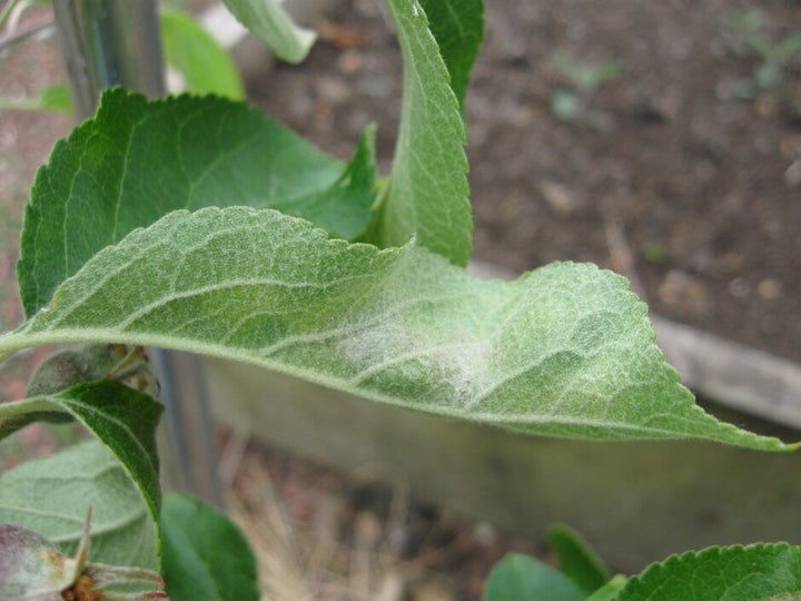 Apple Powdery Mildew: Symptoms and Care | RHS Advice